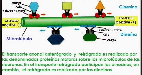 P-26 La ................... es responsable del transporte retrógrado de ...