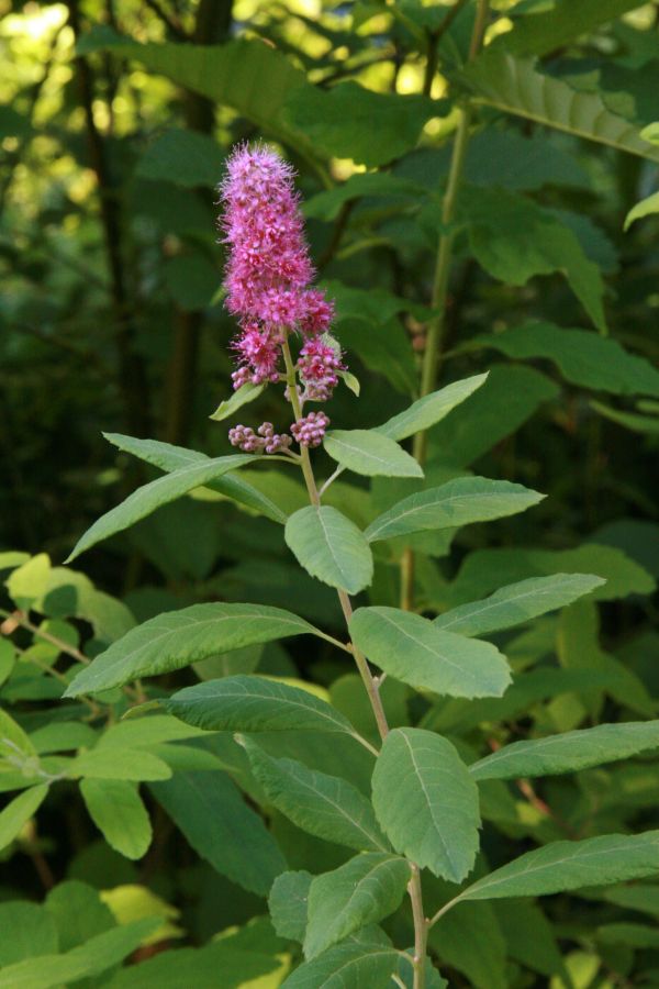 Future Plants by Randy Stewart: Spirea