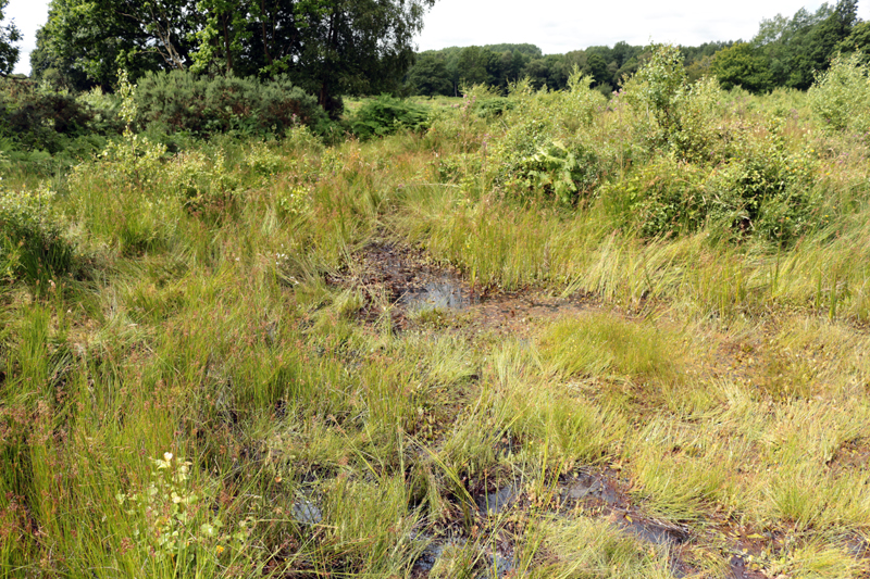 Bogs, Shingle & Sand Dunes, Kent 17th July 2016 Part 1 - Bogs