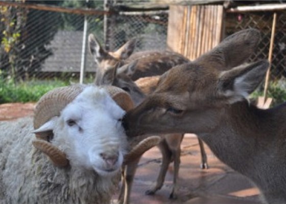 White Wolf : Sheep and Deer Fall in Love