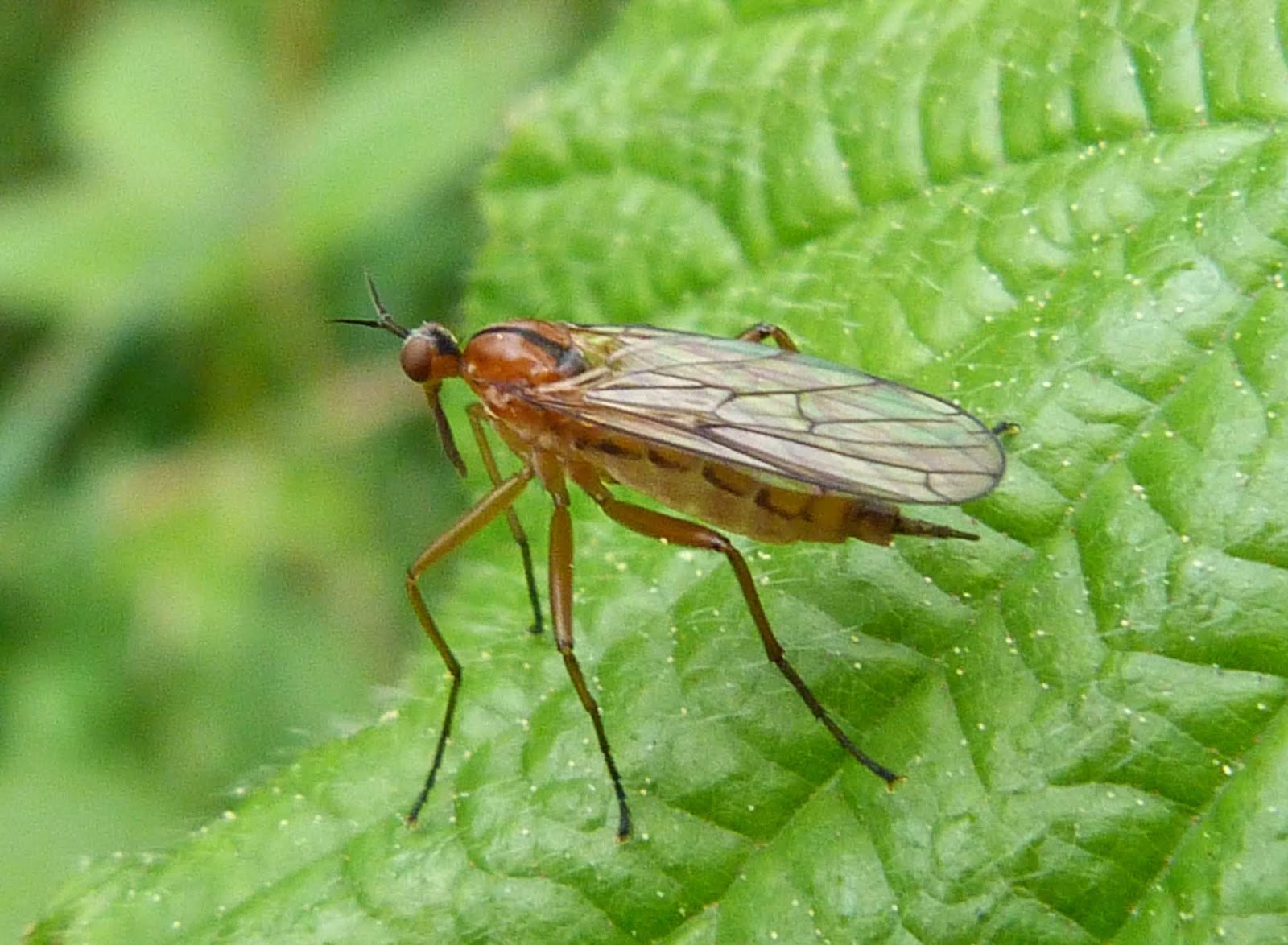 Insects of Scotland: Dance/Dagger Flies