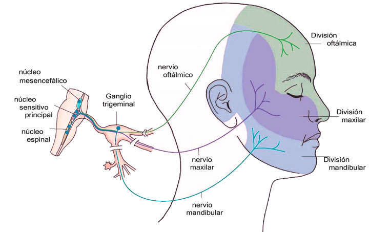 Neuroaprende : Par craneal V- Nervio trigemino