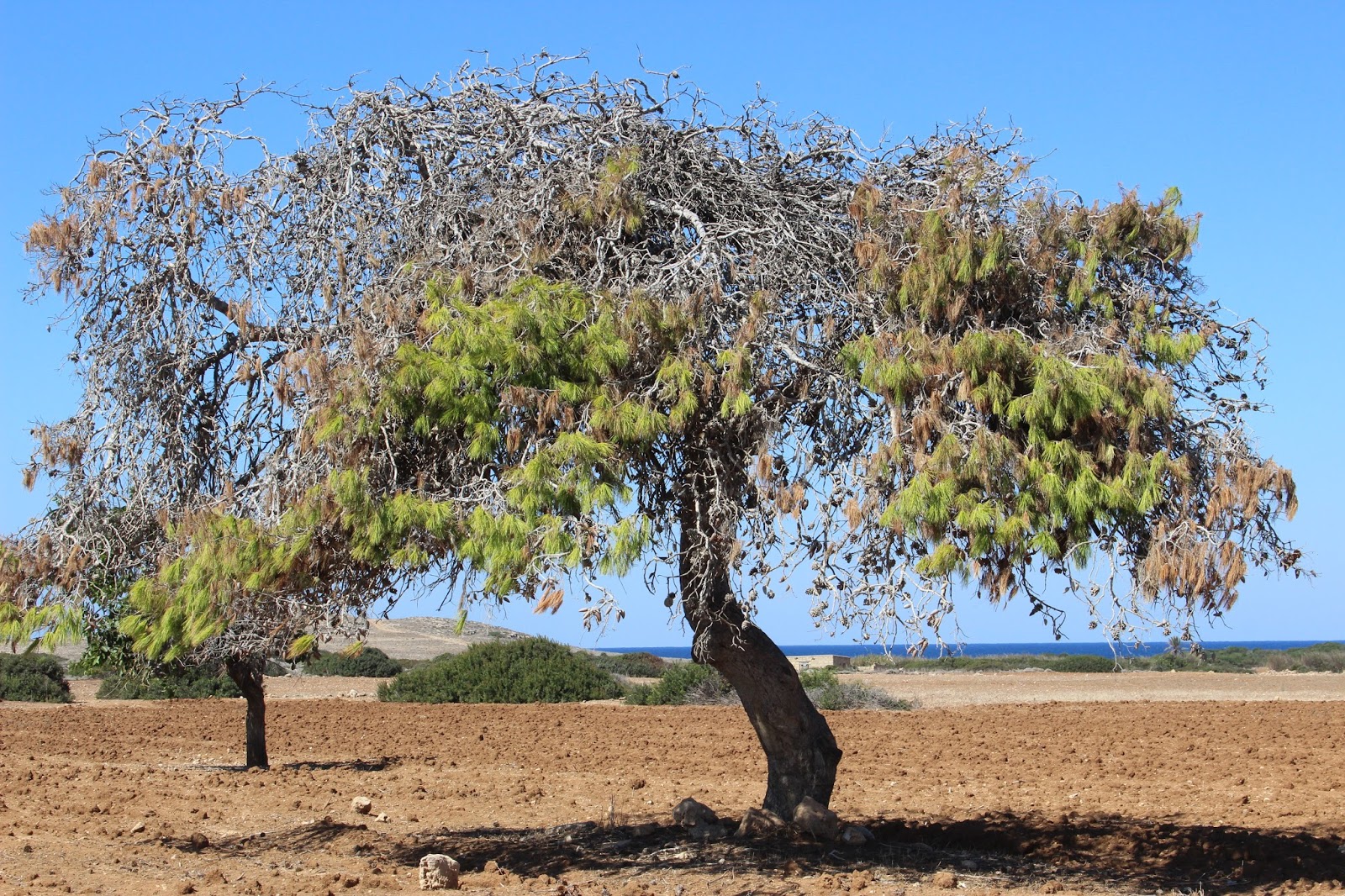 Biodiversity of Cyprus by NGO Protection of the Natural Heritage and ...