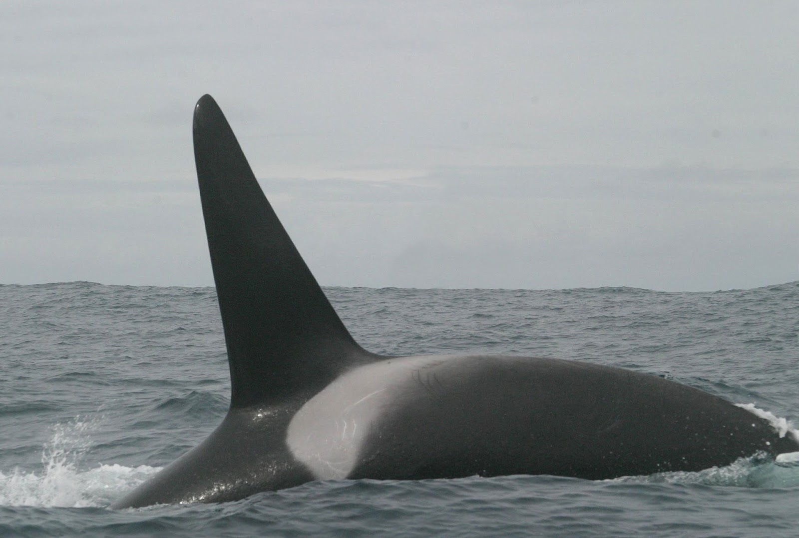 El alucinante mundo marino: Orca (Orcinus orca) | “Killer whale”