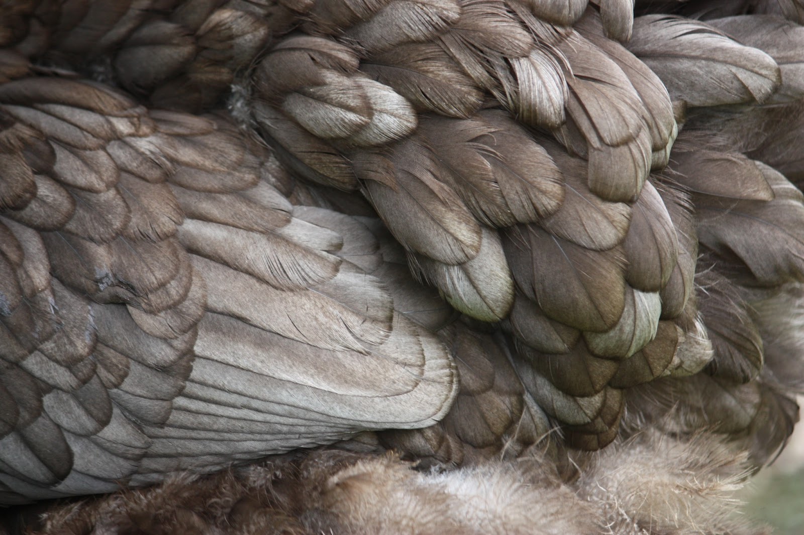 The Lynmouth Chooks: Scaly Leg Mite Treatment - Update