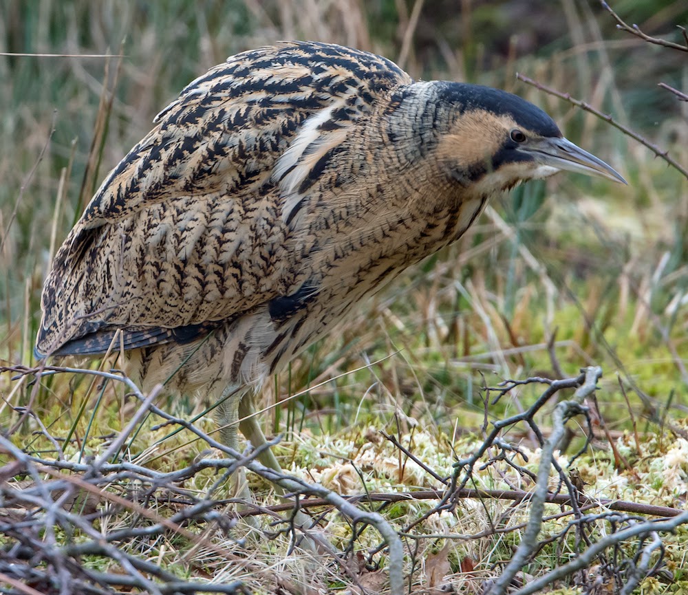GeekTeacher's Birding Scrapbook: Boom! - Bittern at Mere Sands Wood