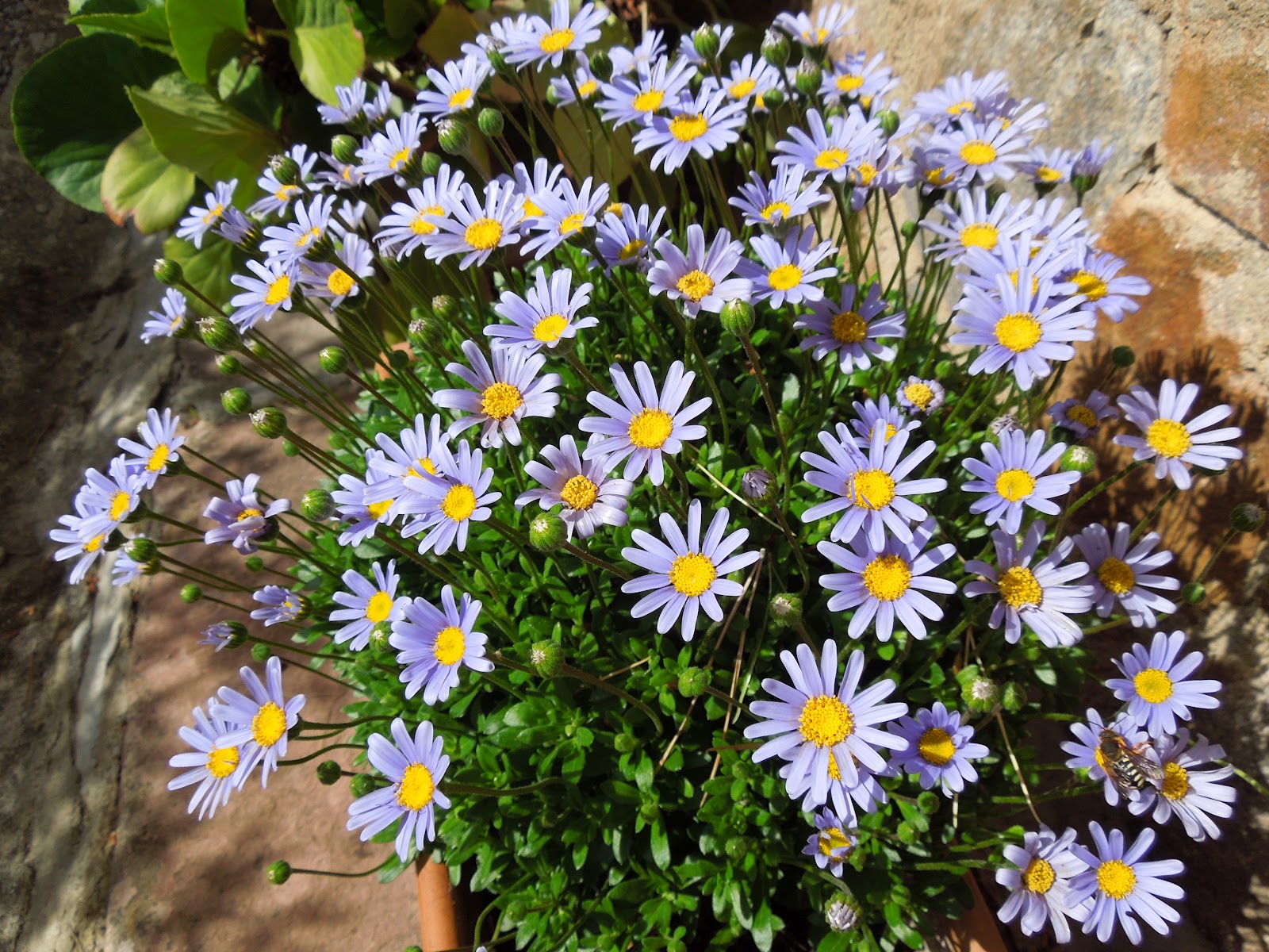 FELICIA - BOTÀNIC SERRAT