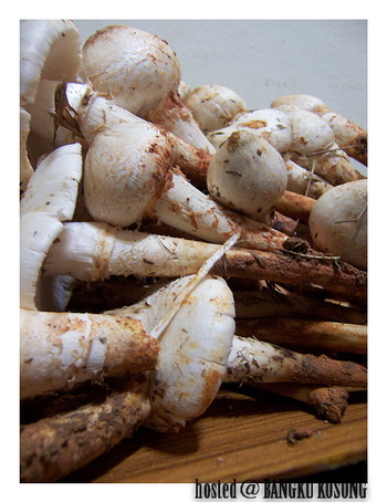 Cendawan Busut Sukar Ditemui