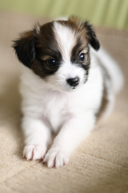 Lovable Puppy Pictures