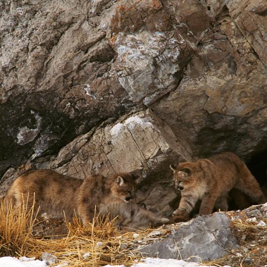 Felinos: El Puma