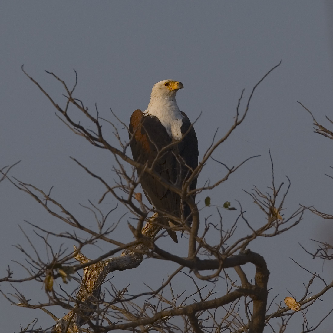 SIDECAR: L' Aquila Pescatrice Africana - The African Fish Eagle