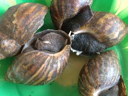 Ais' Blog: SNAIL FARMING FOR BEGINNERS AND PRACTISING FARMERS