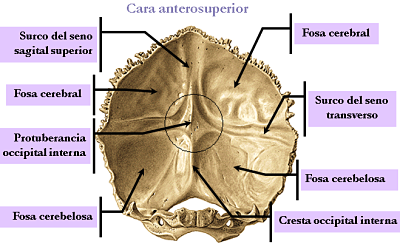 HUESO OCCIPITAL | Wikimedici