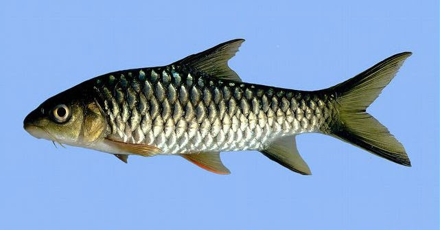 Spreebird wildlife: Mahseer (National Fish of Pakistan)
