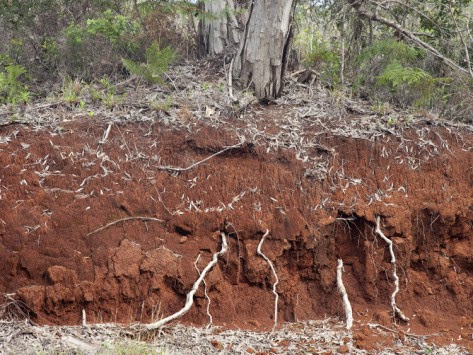 Soil: The Foundation of Life