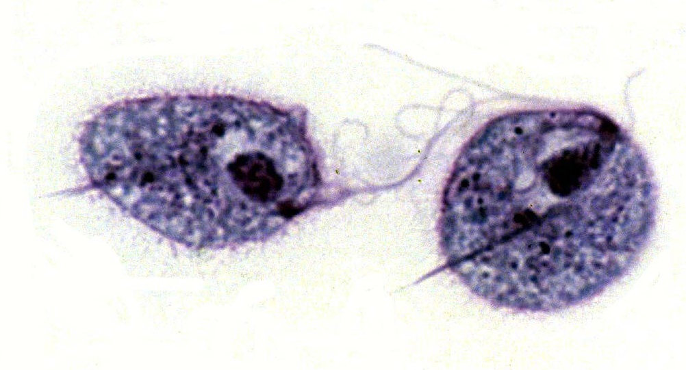 Lecture Notes in Medical Technology: Lecture #15: SUBPHYLUM MASTIGOPHORA
