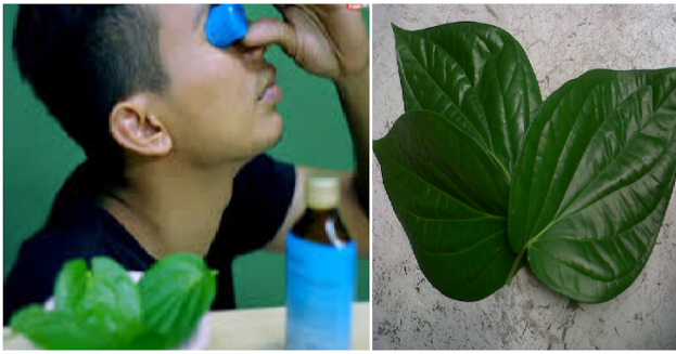 Kesehatan Aby: Gak Perlu Lagi Kaca Mata,Cukup Dengan 2 Lembar Daun ...