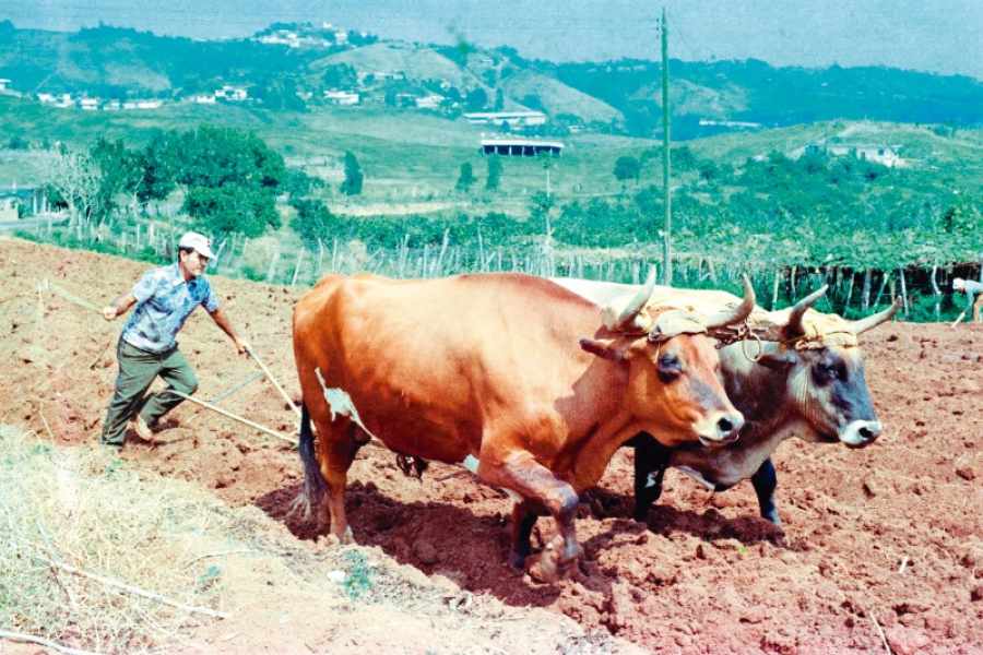 Tarija, en tercer lugar en uso de “ yuntas” para la siembra | AGRONOMIA