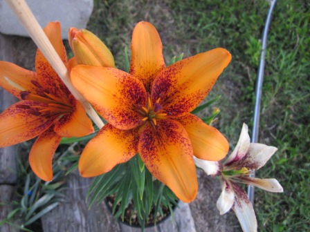 Saskatchewan Lilies ....in progress