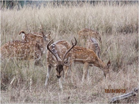 Telescópio: January 2015