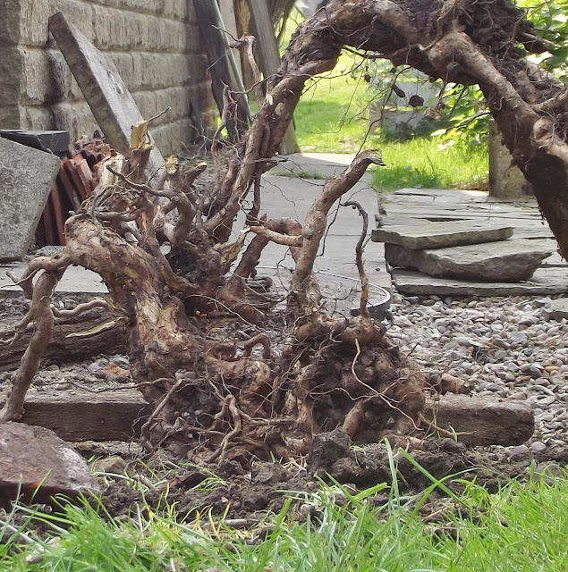 It's an Expert's Life!: Triffid - Picture of the Week for 28 October 2011