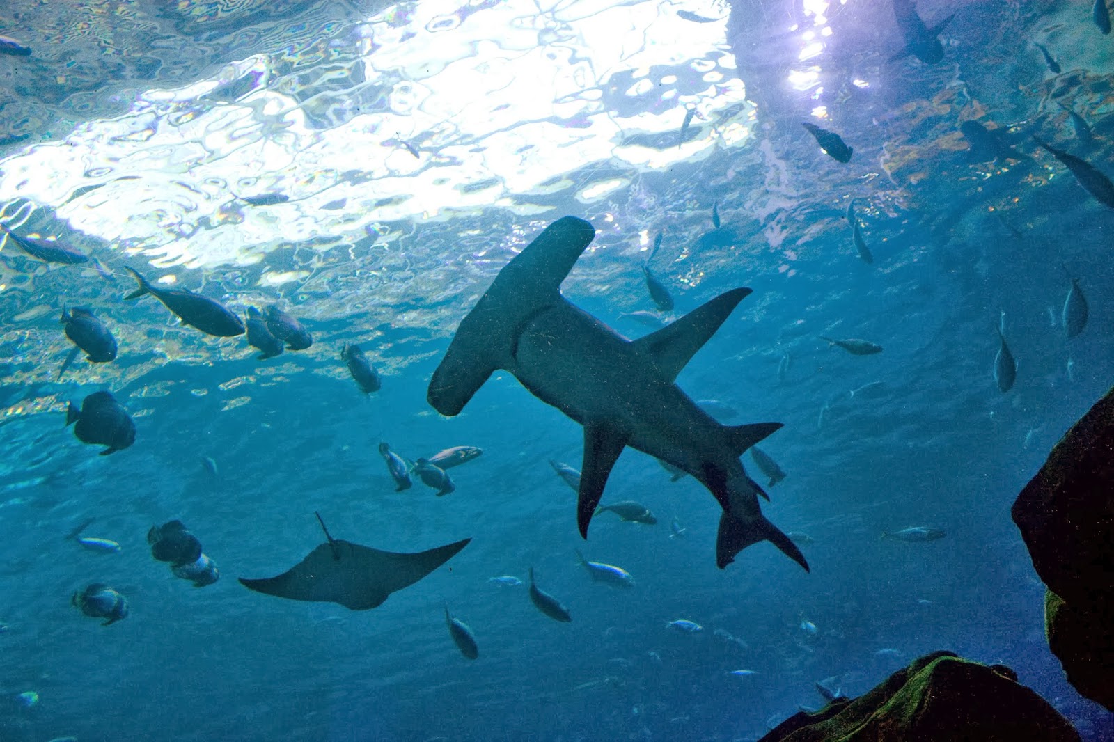 vaisselle liquide: Quelques espèces de requins-marteaux