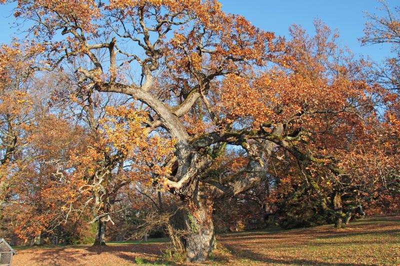 Mit offenen Augen durch den Alltag: Schloss Wildenstein und der ...
