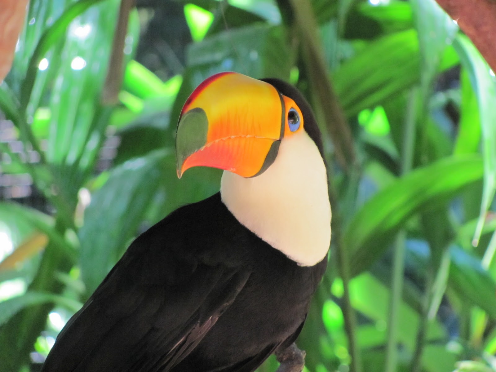 SELVA MISIONERA | Flora y Fauna - Hora 25 Forestal