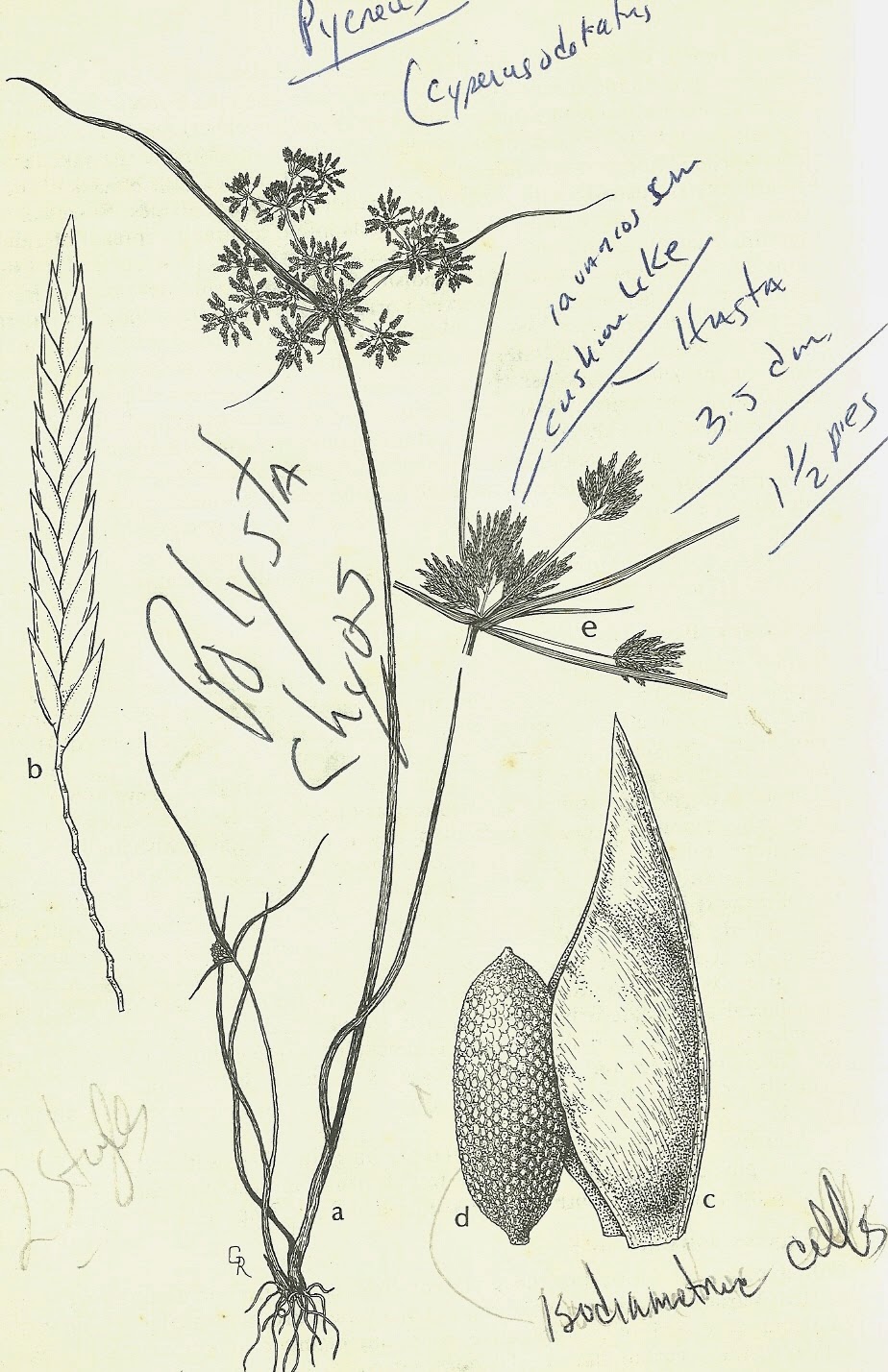 Flora de Puerto Rico Ilustrada Papo Vives: CYPERUS PYCREUS CYPEREUS ...