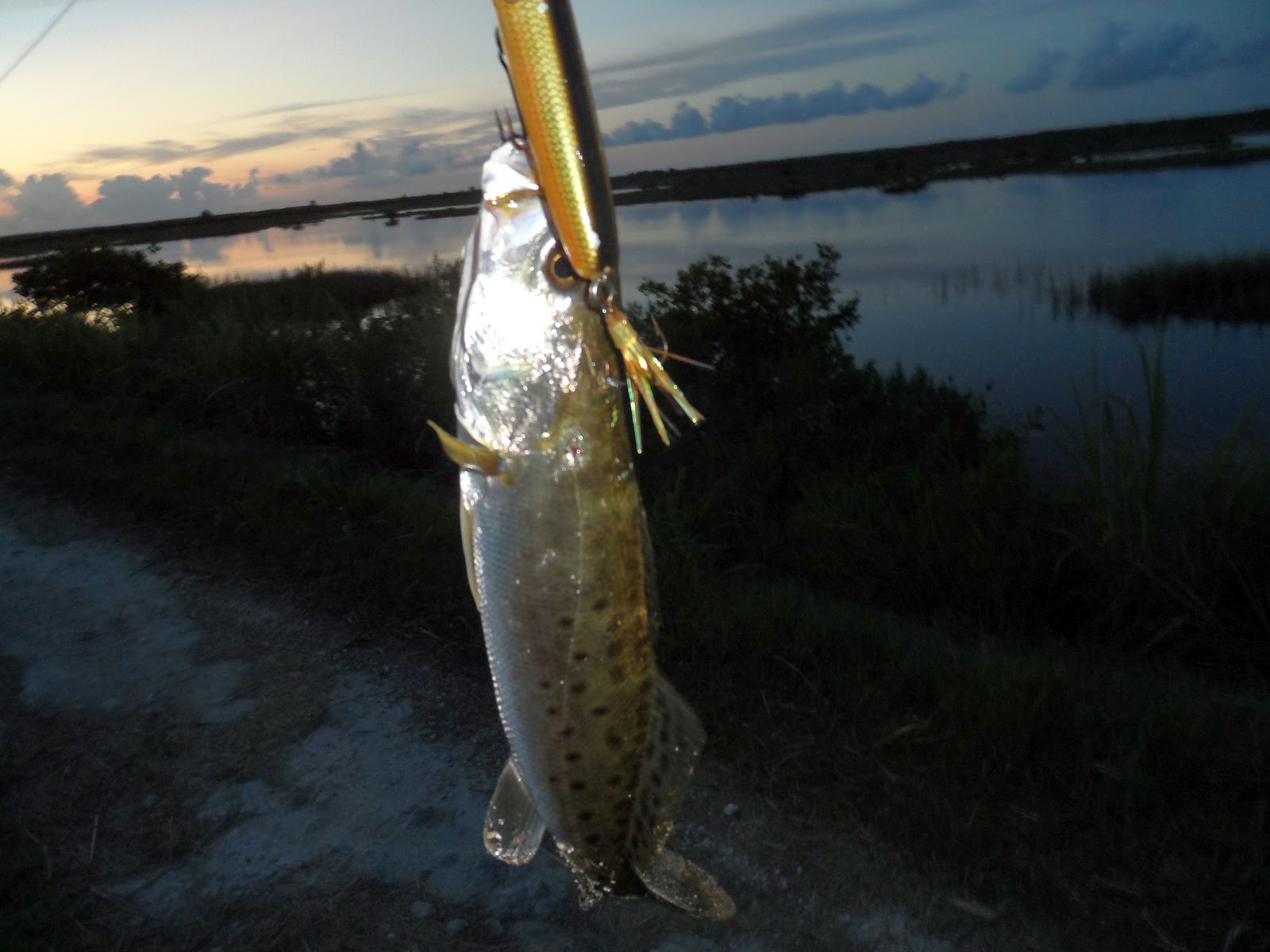 Mosquito Lagoon & Indian River Fishing: Salt Marsh Sea Trout