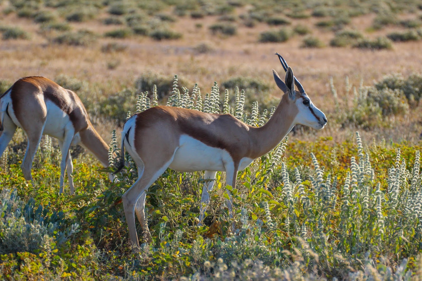 Cannundrums: Kaokoveld Springbok