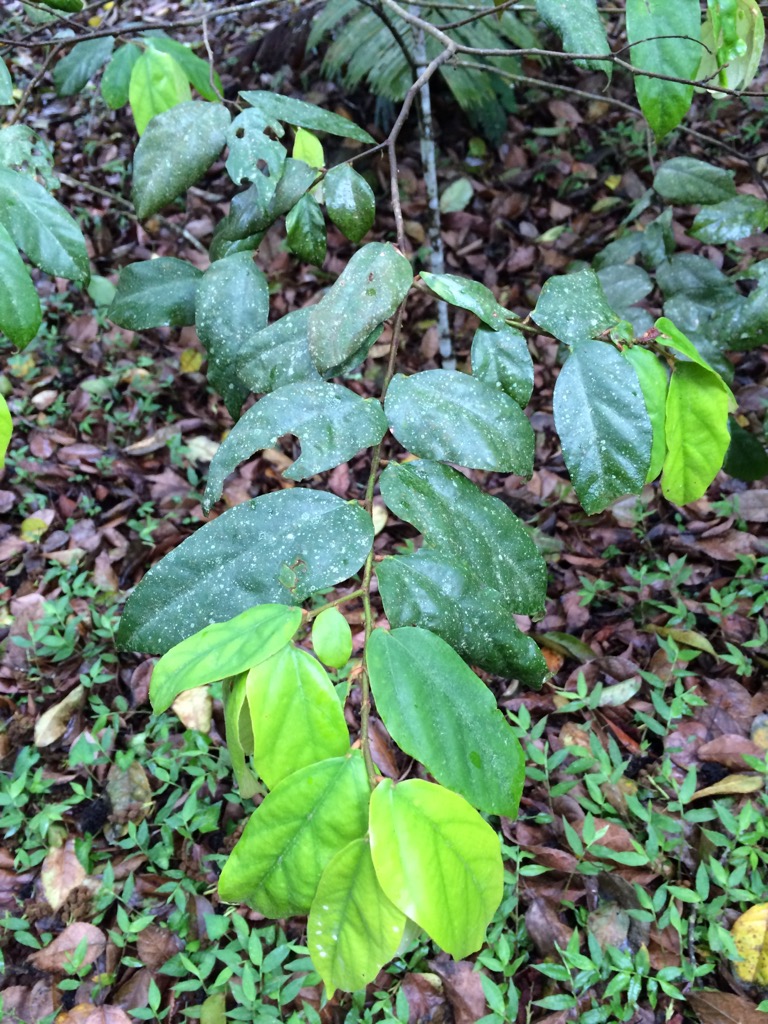 Pohon Bayur:Pterospermum javanicum Bayur ~ Cintapohonku
