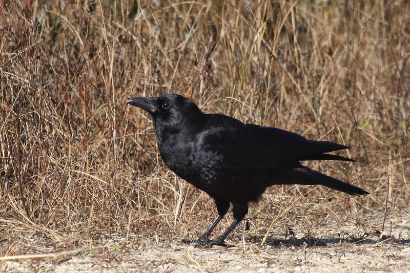 Tails of Birding: A Murder of Crows