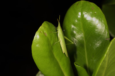 BunyipCo: New Year's Eve 2015- A Cockroach Bonanza!
