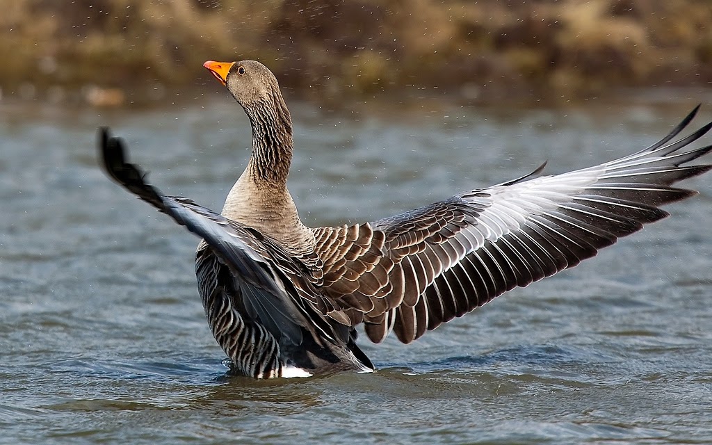 Vogels spotten - vogelsoorten register: Grauwe gans
