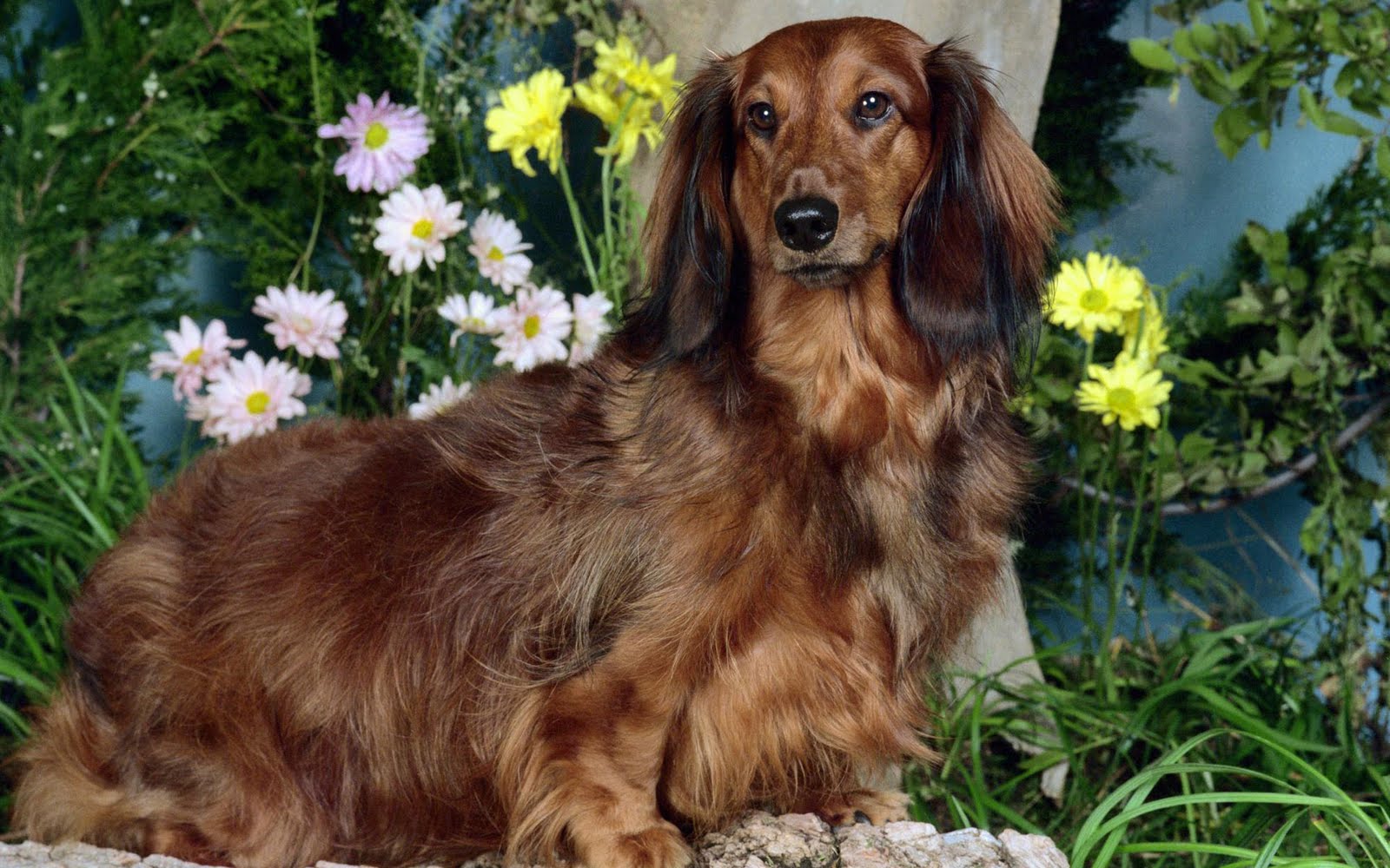 Banco de Imagenes Gratuitas: Imágenes de perros, cachorros, dogs y caninos