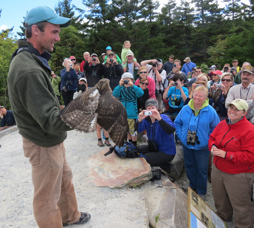 STOKES BIRDING BLOG: Broad-wingd Hawk migration video