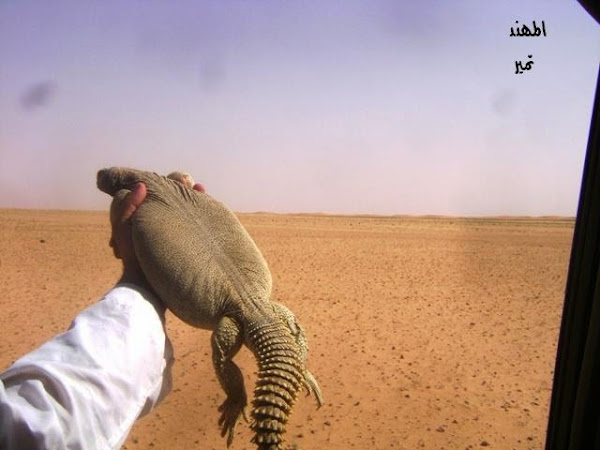 Hunting and Preparing Monitor Lizards in Saudi Arabia