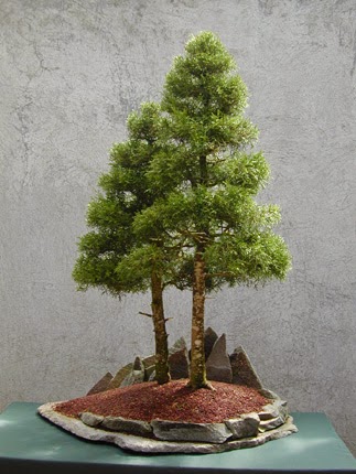 Cipreste Português / Cedro Branco - Cupressus lusitanica