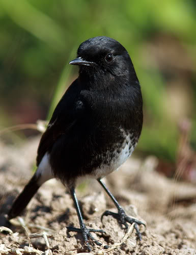 karakteristik burung DECU ~ gacor