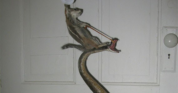 The Feral Irishman: For The Win Taxidermy.....