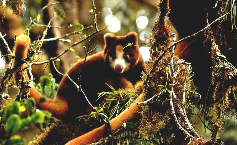 Matschie's Tree-kangaroo - Tree Kangaroo Diet
