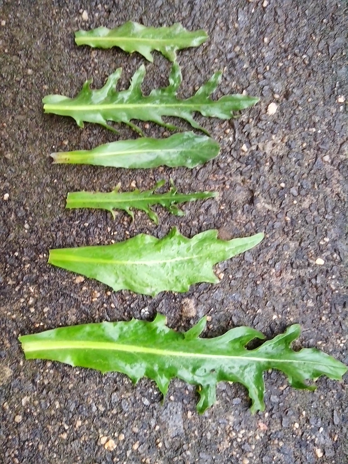 .: Falso dente de leão, radite, almeirão caipira, almeirão do mato