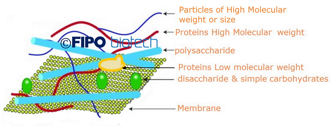 FIPO BIOTECH soluciones innovadoras