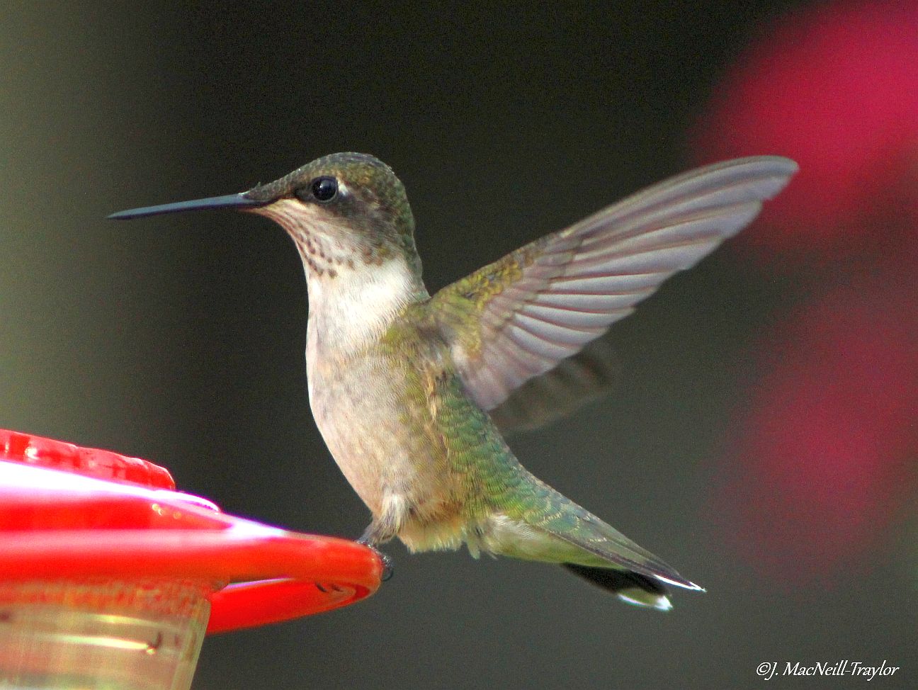The Mare's Tales - Gypsy Mare Studios: Yes, I have more hummingbird ...