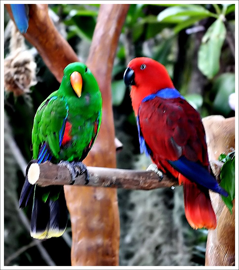 முத்துச்சரம்: மூக்கும் முழியுமா.. கிளிகள் இத்தனை விதமா..?- ஜூராங் ...