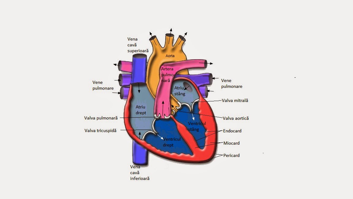Cardiologie: STRUCTURA ȘI FUNCȚIA APARATULUI CARDIOVASCULAR