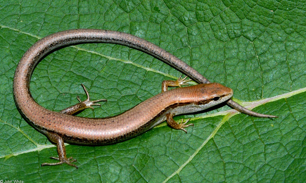 Biology of the Reptilia: Lab #5: Lepidosauria Part 1: Shenodonta and Sauria