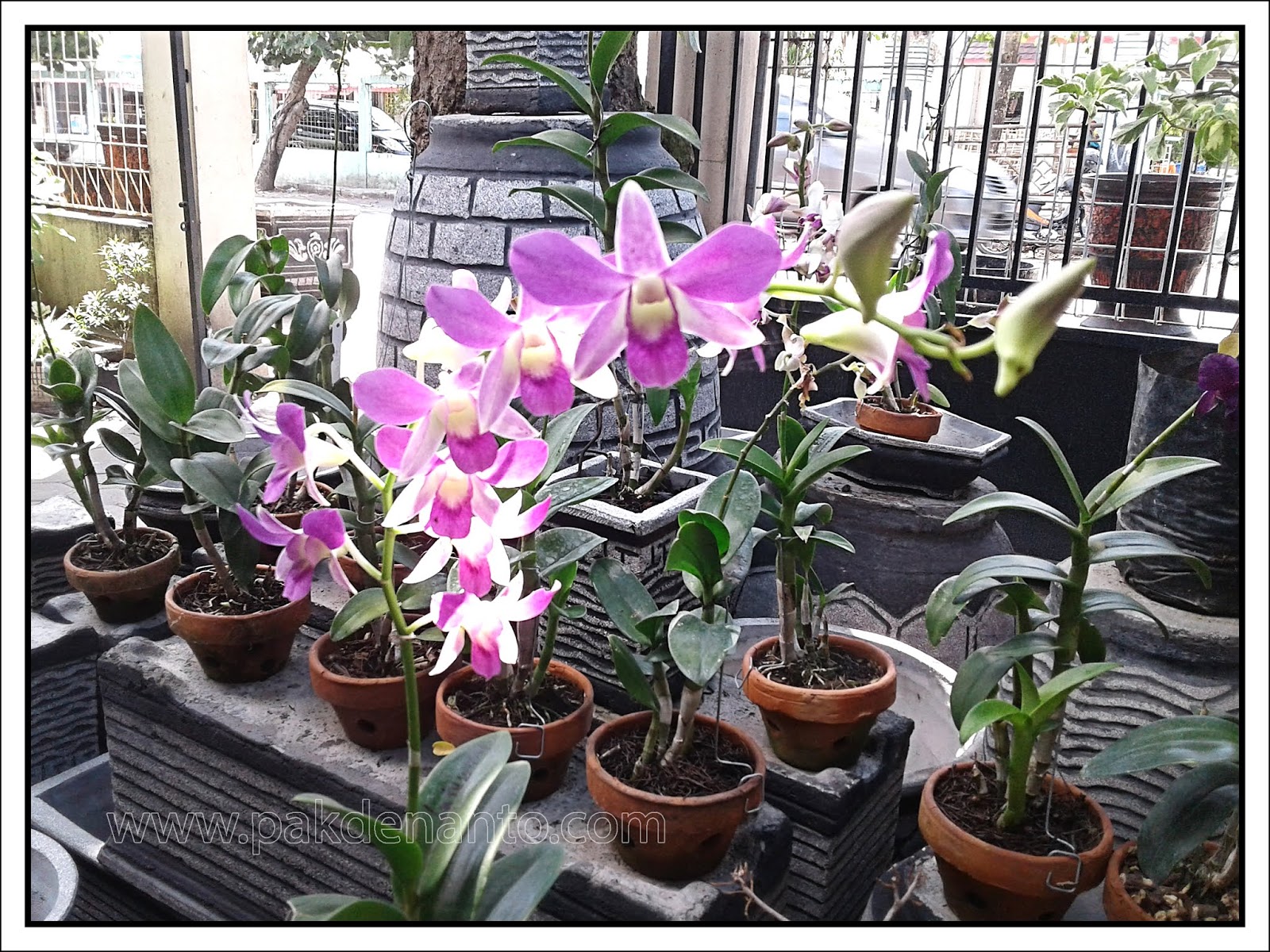 Jual anggrek di Jogja | PAKDE NANTO