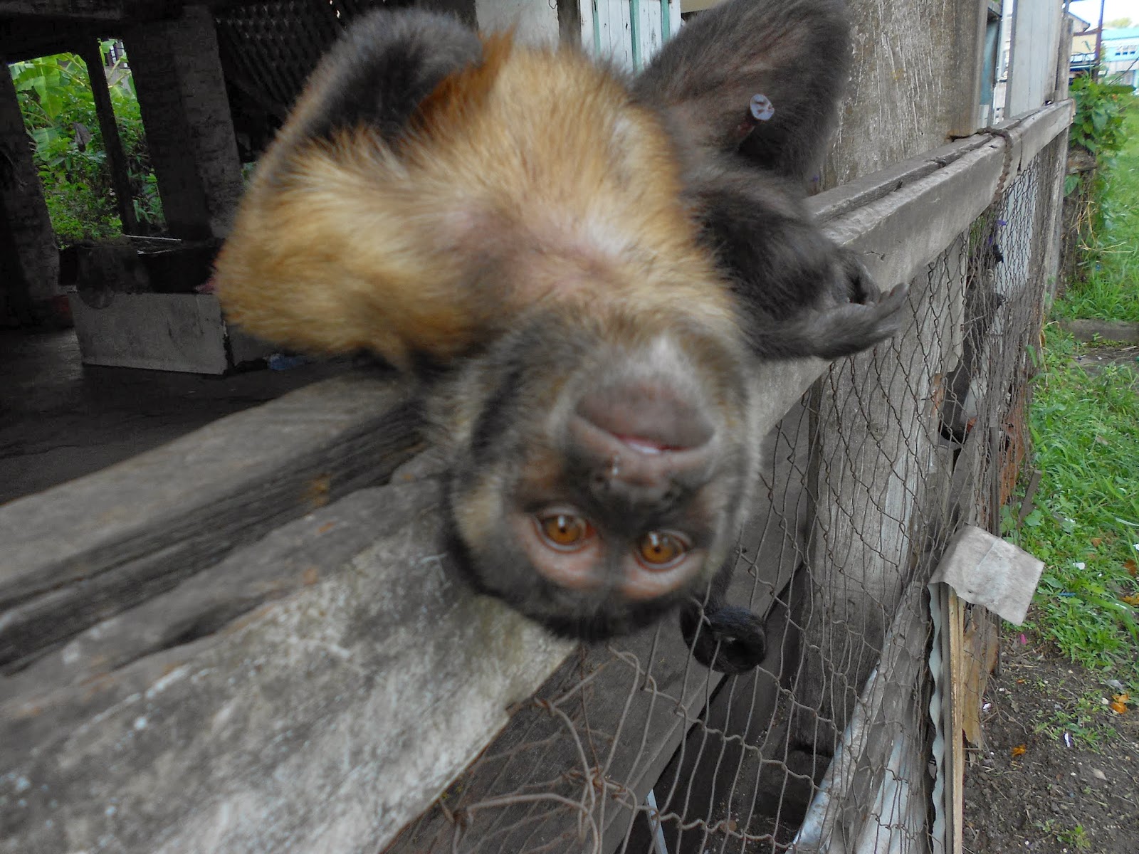 Pioneer's Paradise: Wildlife of Guyana